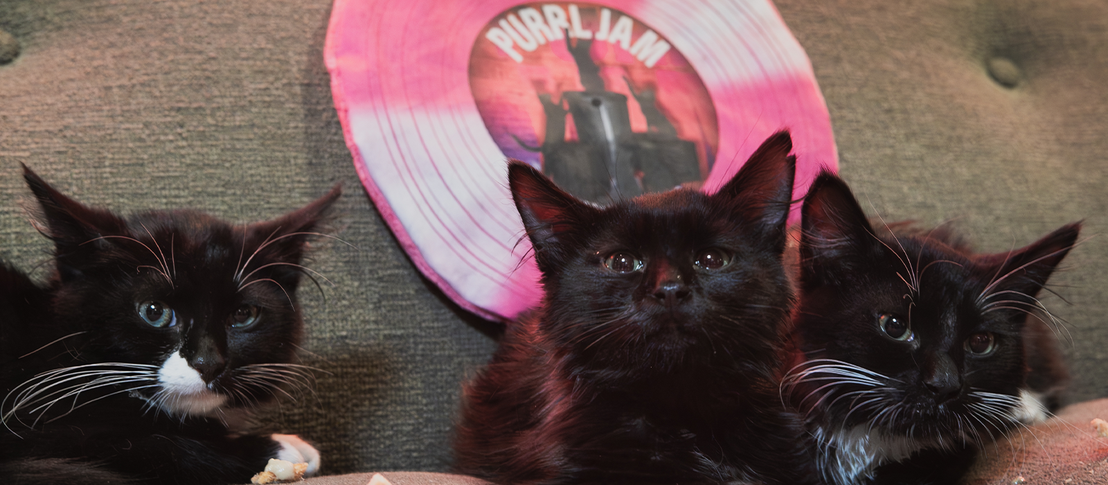 Pearl Jam - Purrl Jam x Alley Cat Project